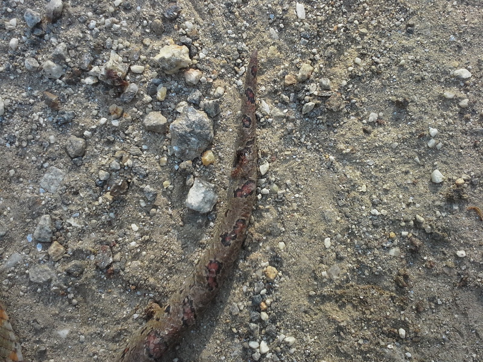 The Daily Dose of Deana: The Snake that Somebody Ran Over